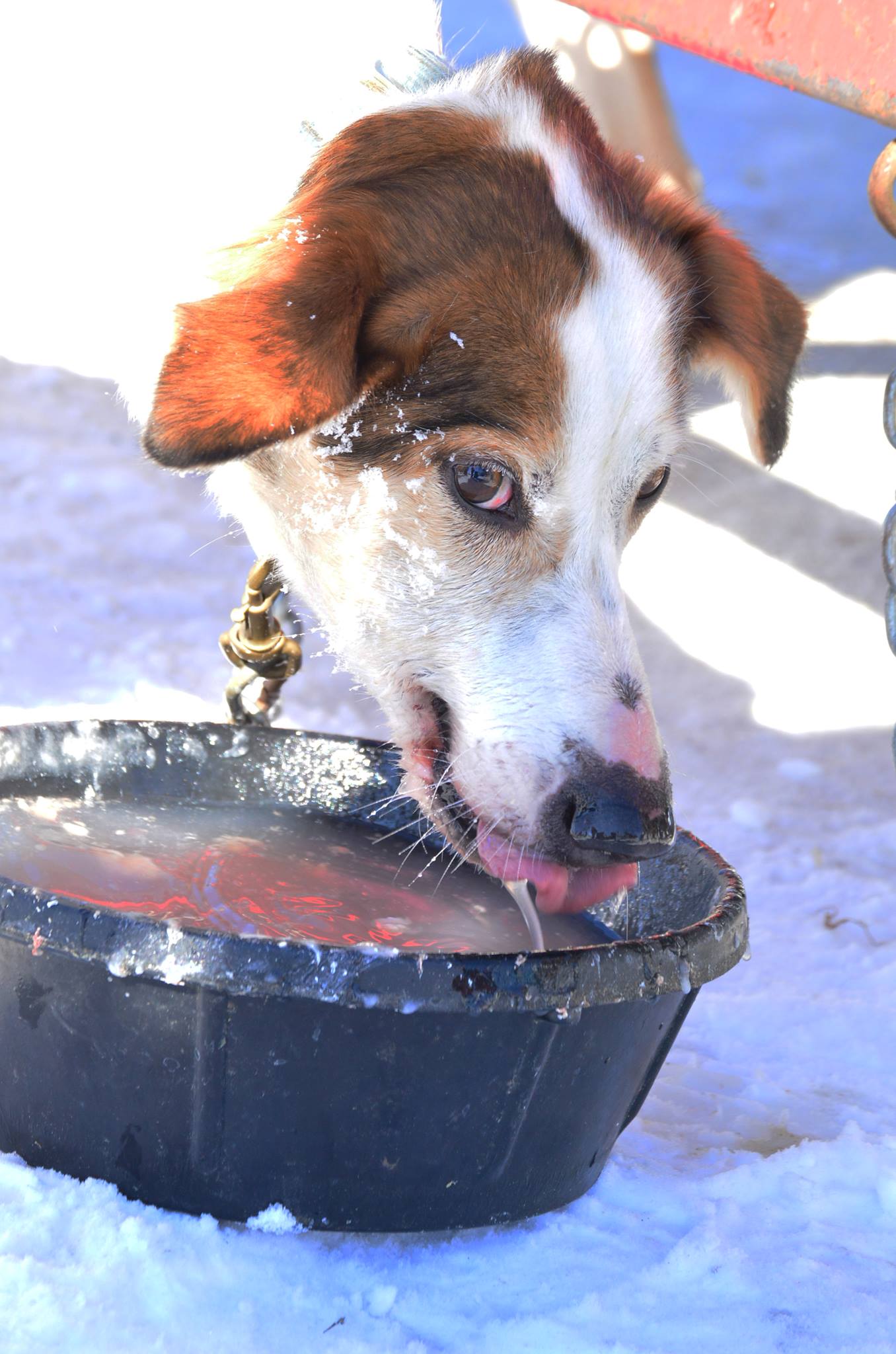 How the Dogs Prepare for Race Day - Kearney Dog Sled Races
