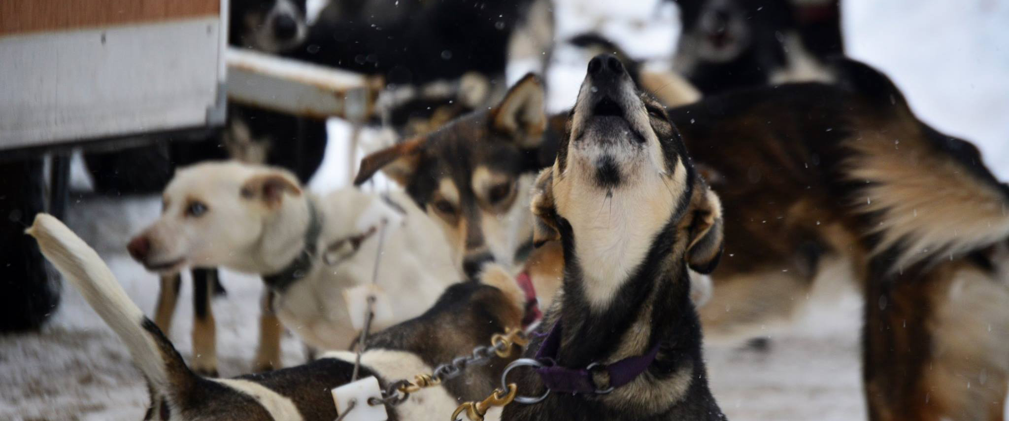 1st Annual Greg Alexanian Memorial Stage Race - Kearney Dog Sled Races