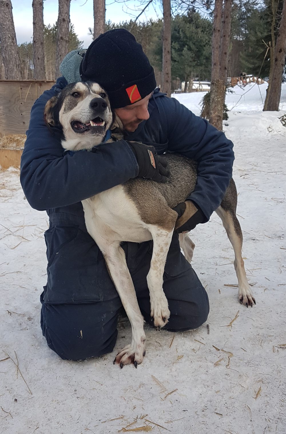 How the Dogs Prepare for Race Day - Kearney Dog Sled Races