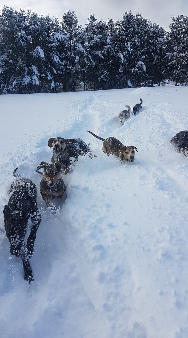 How the Dogs Prepare for Race Day - Kearney Dog Sled Races